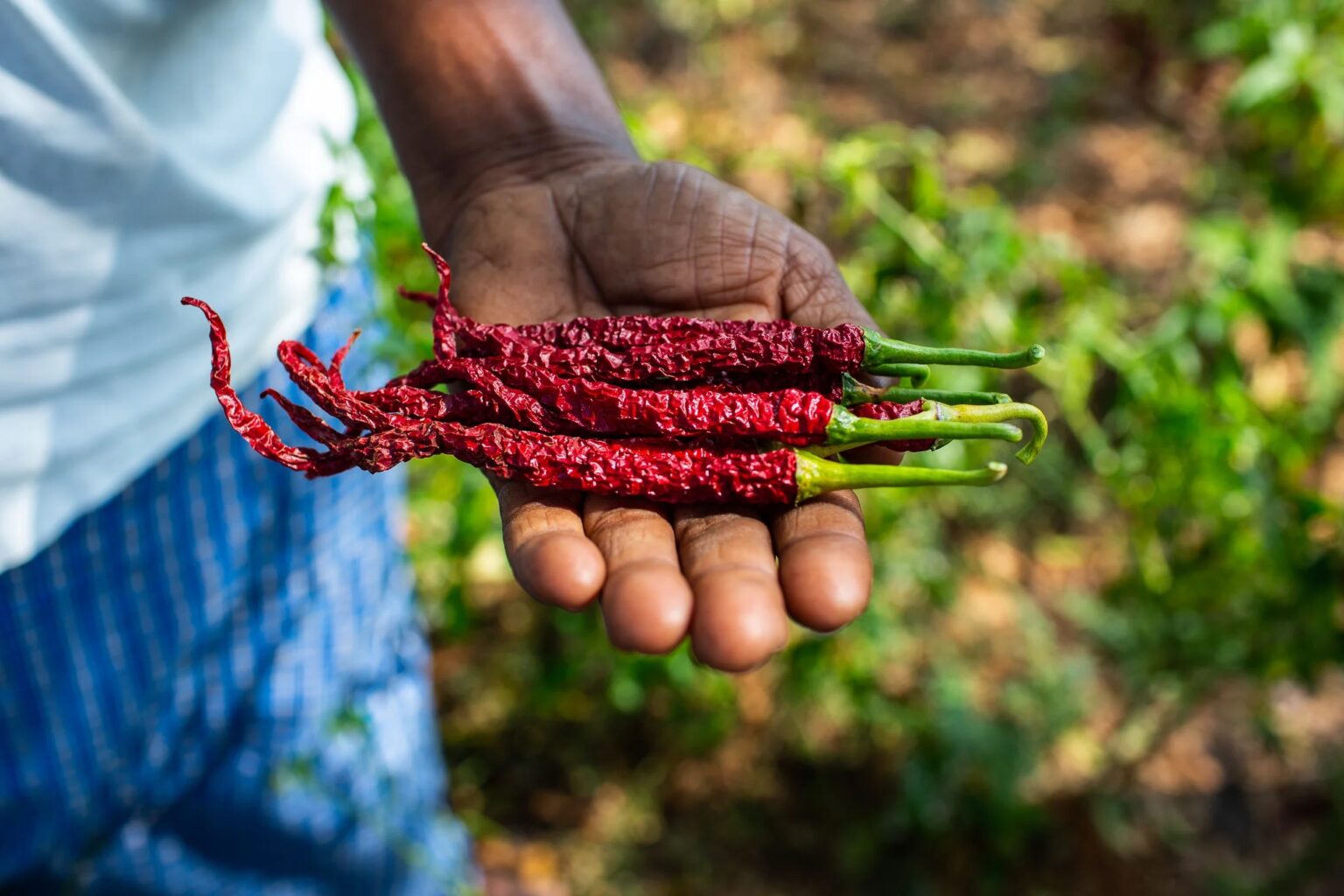 Top 5 Countries That Import Red Chilli most and Why | Goodluck-food
